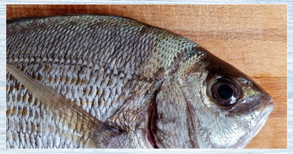 Fish Face Guide | Black Bream | Recipes