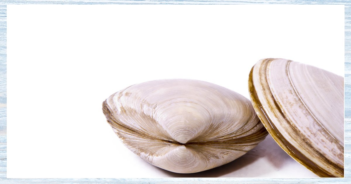 Fish Face Guide | Clams | Clam Recipes