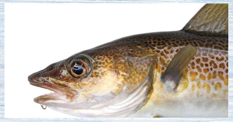 Fish Face Guide | Cod | Recipes For Cod