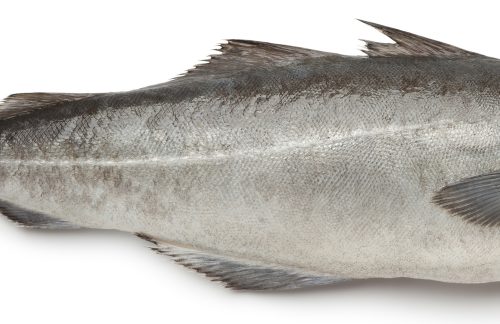 Fish Face Guide | Coley | Recipes