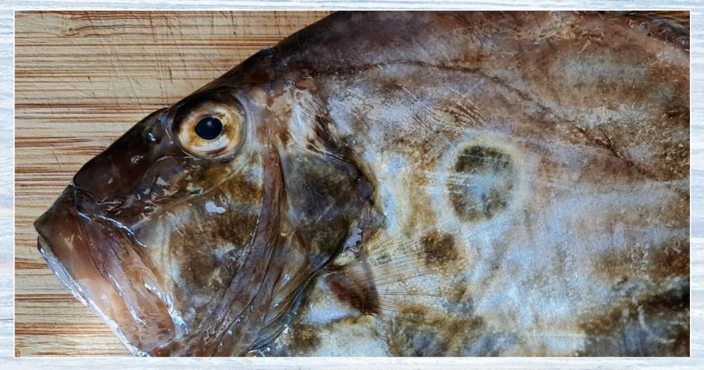 Fish Face Guide | John Dory | Recipes For John Dory