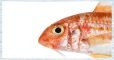 Fish Face Guide | Red Mullet | Recipes For Red Mullet