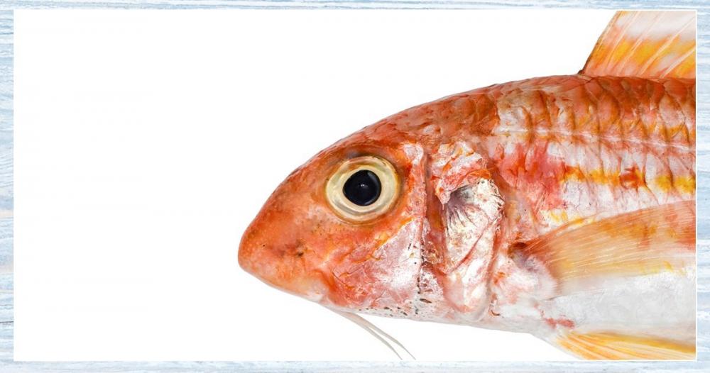 Fish Face Guide | Red Mullet | Recipes For Red Mullet