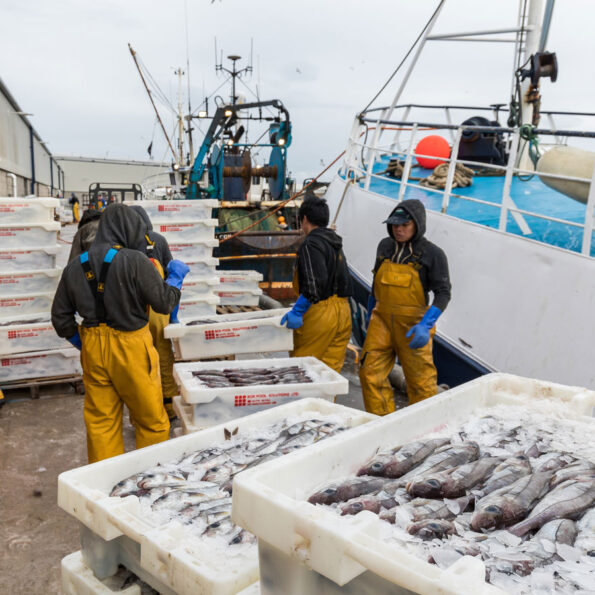 Fish Face Seafood Blog | Tilapia: the pros and cons of a divisive fish