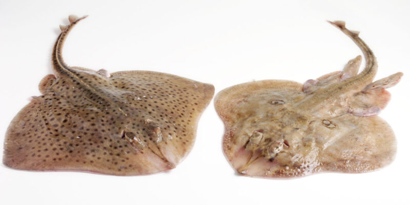 Fish Face Seafood Blog | What are skate wings?