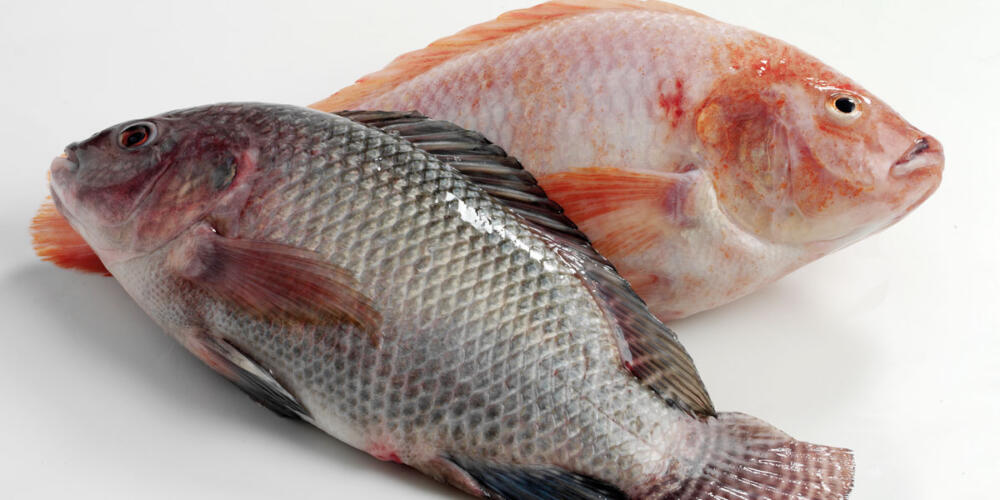 Fish Face Seafood Blog | Tilapia: the pros and cons of a divisive fish