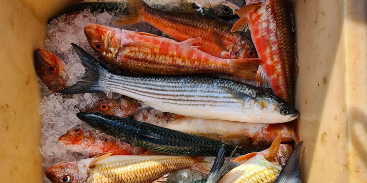 Fish Face Seafood Blog | July in season spotlight: grey mullet